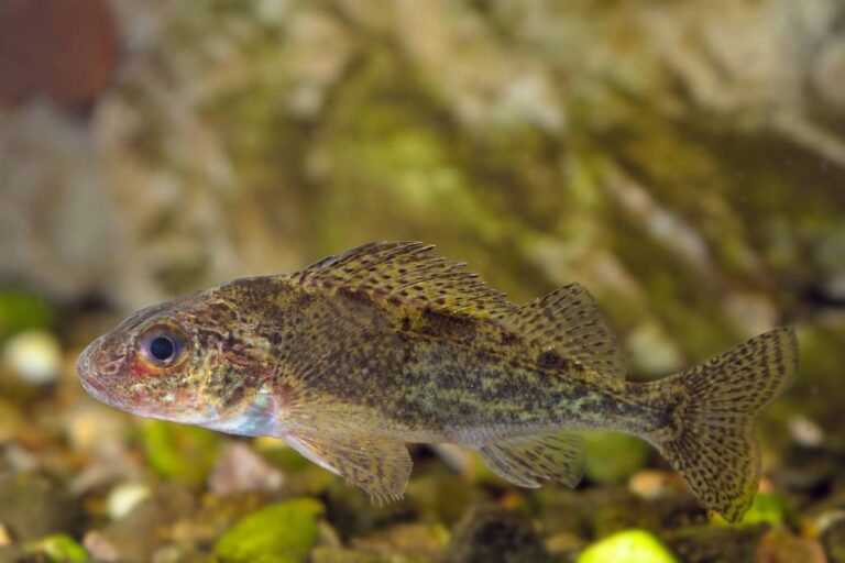 Coarse fish : Ruffe (Gymnocephalus cernua) - Billouttes.eu