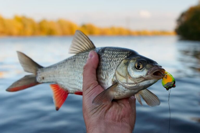 Coarse fish: Ide or Orfe (Leuciscus idus) - Billouttes.eu