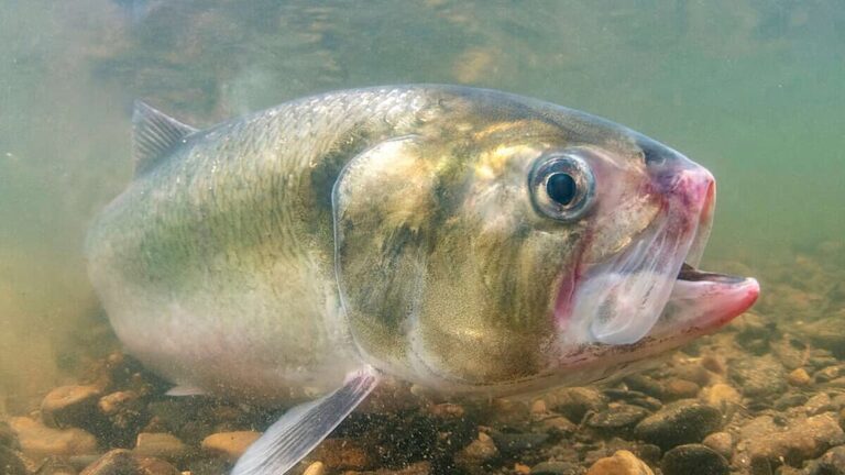 The Allis Shad (Alosa alosa) - A Fascinating Migratory Fish