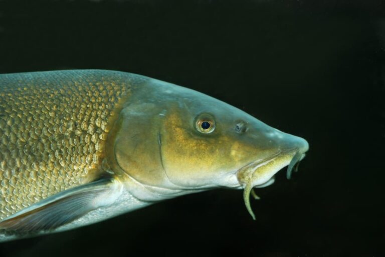 The Common Barbel (Barbus barbus): A Powerful Fish in Fast-flowing ...
