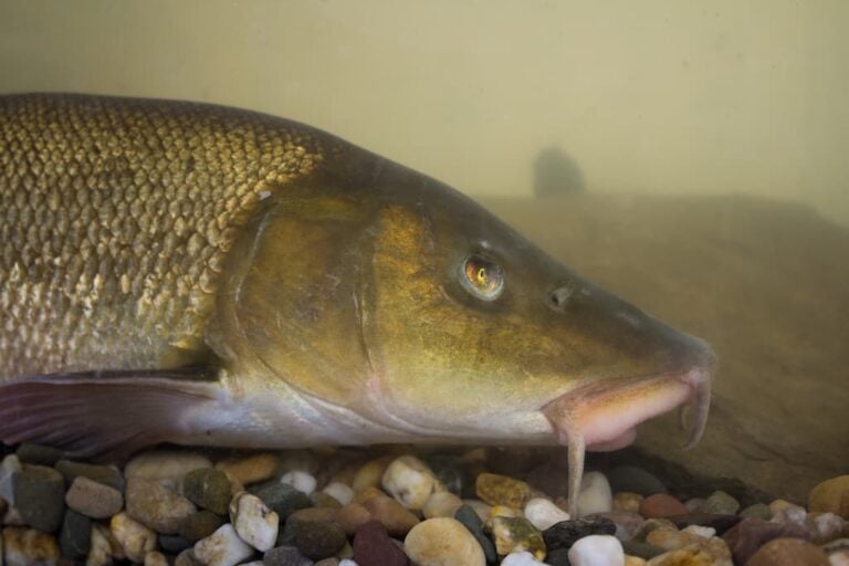 The Common Barbel (Barbus barbus): A Powerful Fish in Fast-flowing ...