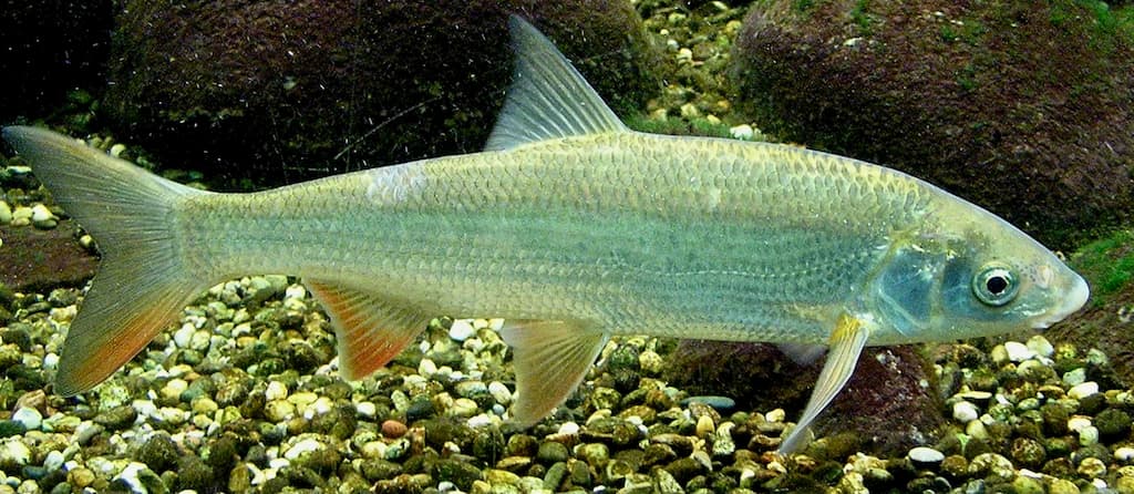 Discovering the Common Nase (Chondrostoma nasus)