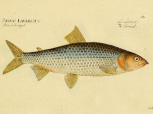 European Whitefish: A Freshwater Delicacy with Silver Flanks