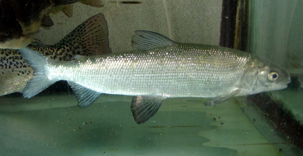 The Allis Shad (Alosa alosa) - A Fascinating Migratory Fish