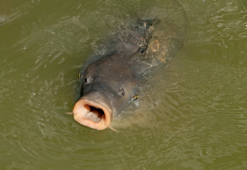 The Common Carp fish: description of Cyprinus carpio