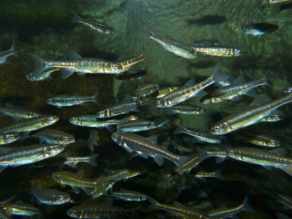 Phoxinus phoxinus: A Guide to the Popular Minnow Fish Species
