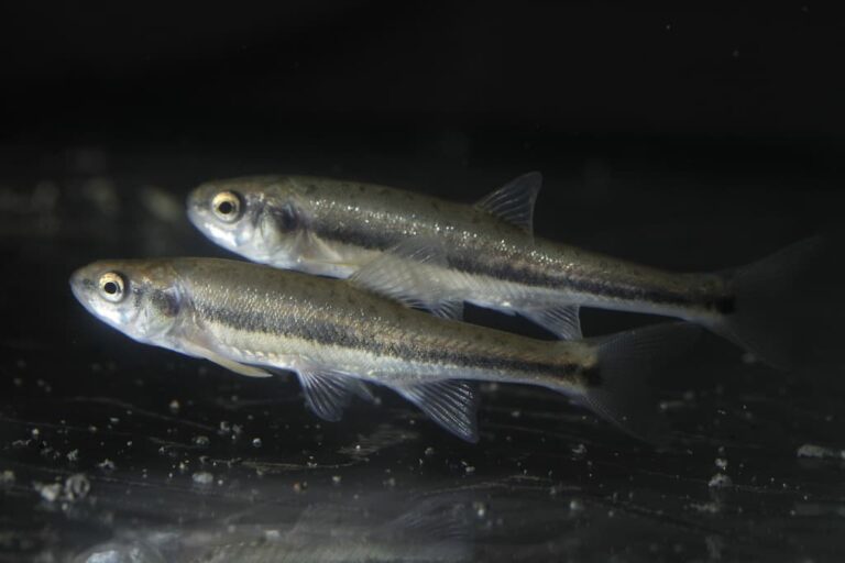Phoxinus phoxinus: A Guide to the Popular Minnow Fish Species