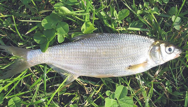 Discover the enchanting world of the Vimba Bream (Vimba vimba)