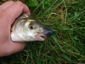 Discover the enchanting world of the Vimba Bream (Vimba vimba)