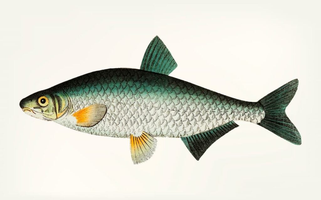 Discover the enchanting world of the Vimba Bream (Vimba vimba)