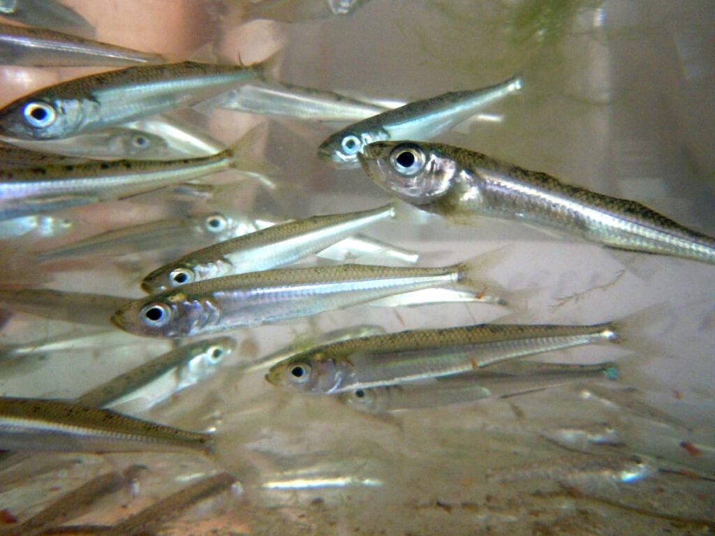Discover the enchanting world of the Vimba Bream (Vimba vimba)
