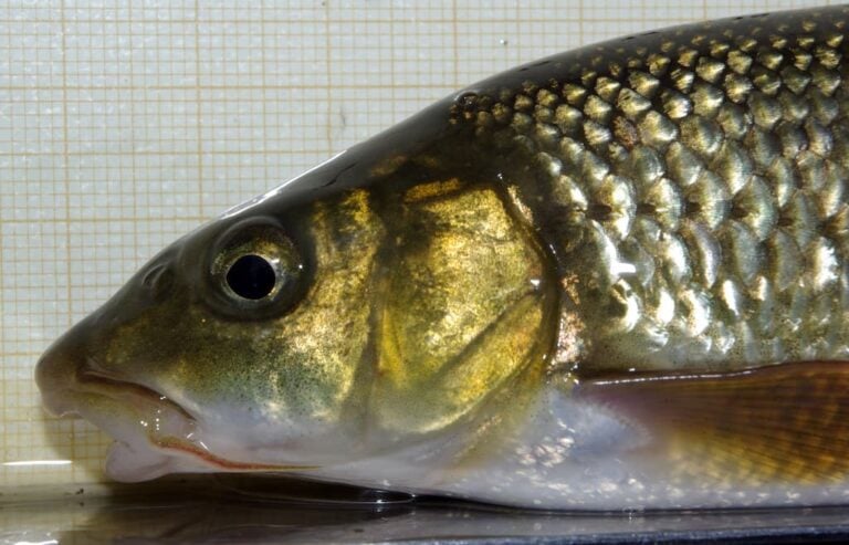 The Common Barbel (Barbus barbus): A Powerful Fish in Fast-flowing ...